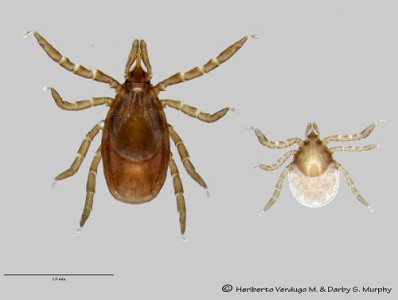 Pictures of deer ticks and other ticks – Wisconsin Ticks and Tick-borne ...