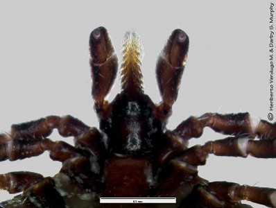 Wisconsin Ticks and Tick-borne Diseases – Department of Entomology ...