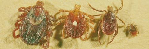 Pictures of deer ticks and other ticks – Wisconsin Ticks and Tick-borne ...