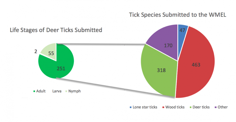 Tick Identification and Testing Services – Wisconsin Ticks and Tick ...