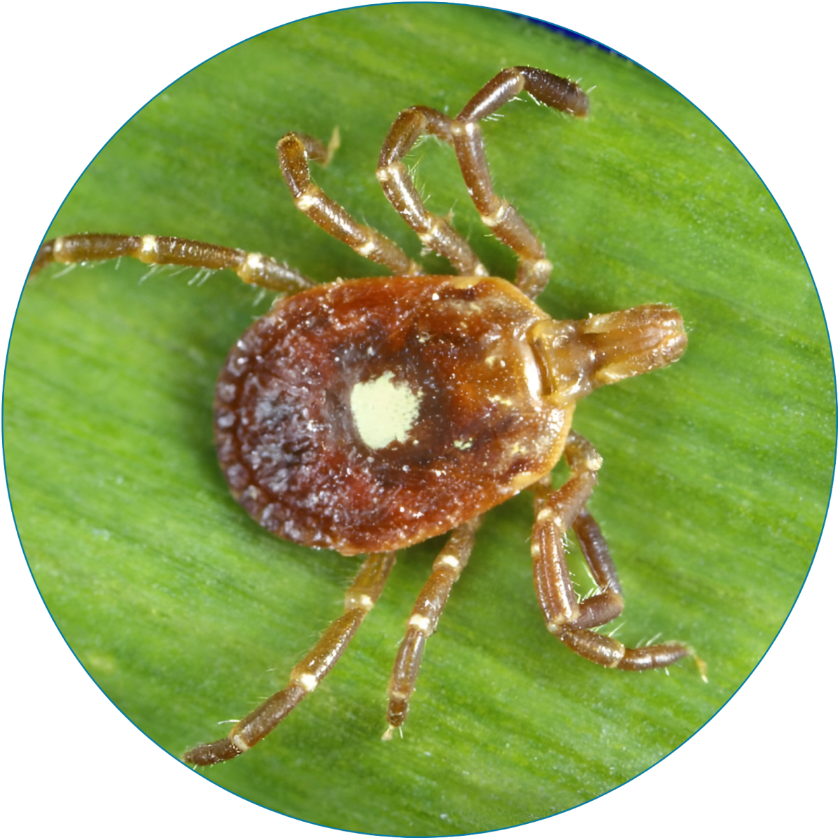 Wisconsin Ticks – Wisconsin Ticks and Tick-borne Diseases – UW–Madison