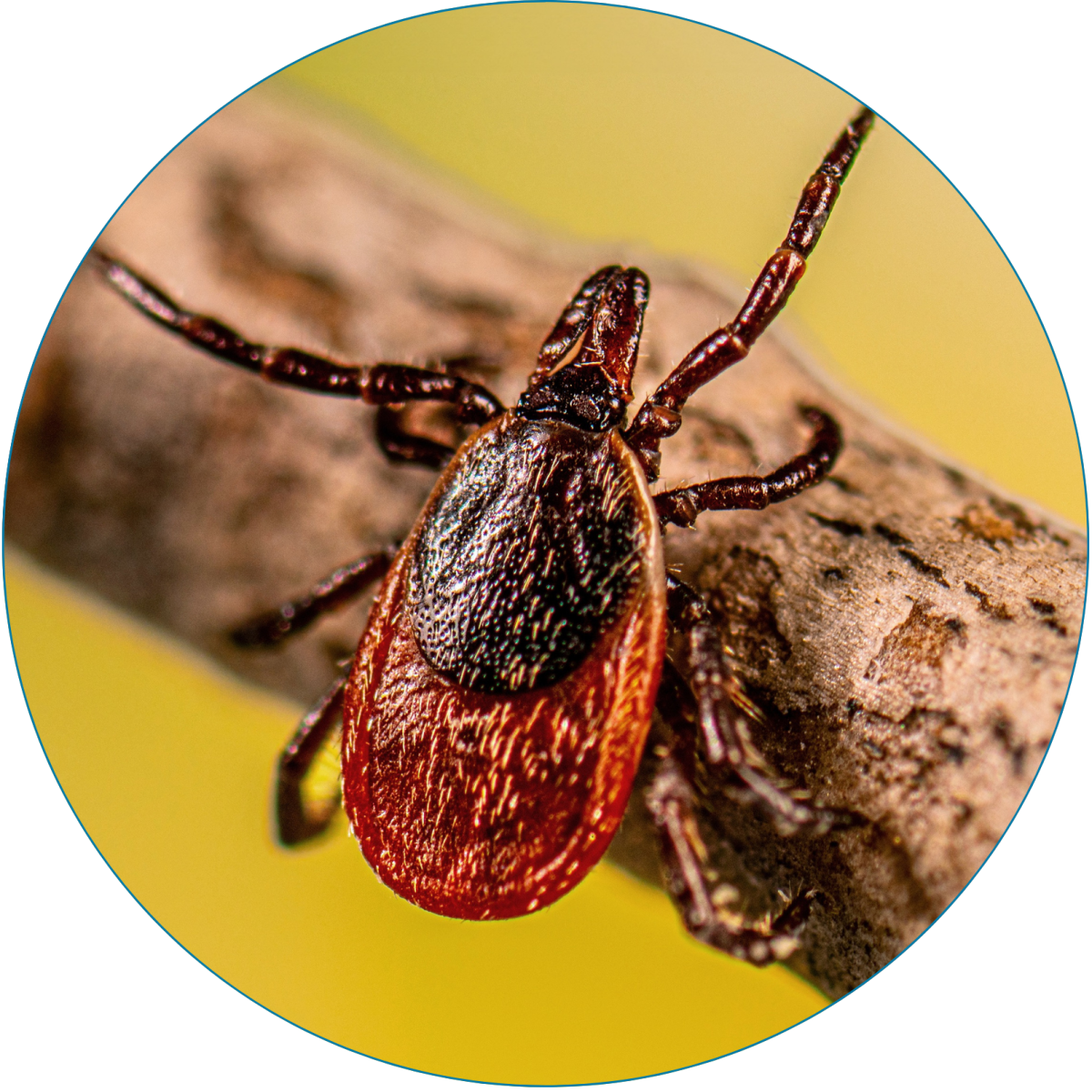 Wisconsin Ticks – Wisconsin Ticks and Tick-borne Diseases – UW–Madison