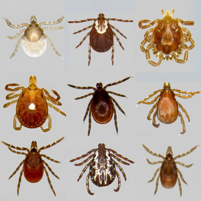 Wisconsin Ticks and Tick-borne Diseases – Department of Entomology ...