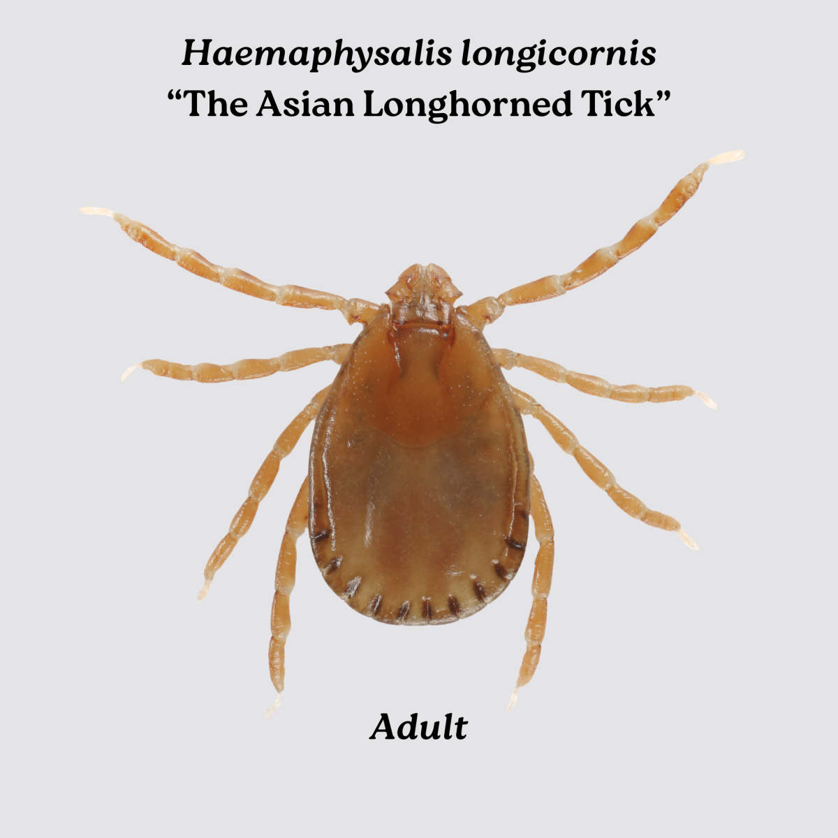 The Asian Longhorned Tick (Haemaphysalis longicornis) – Wisconsin Ticks ...