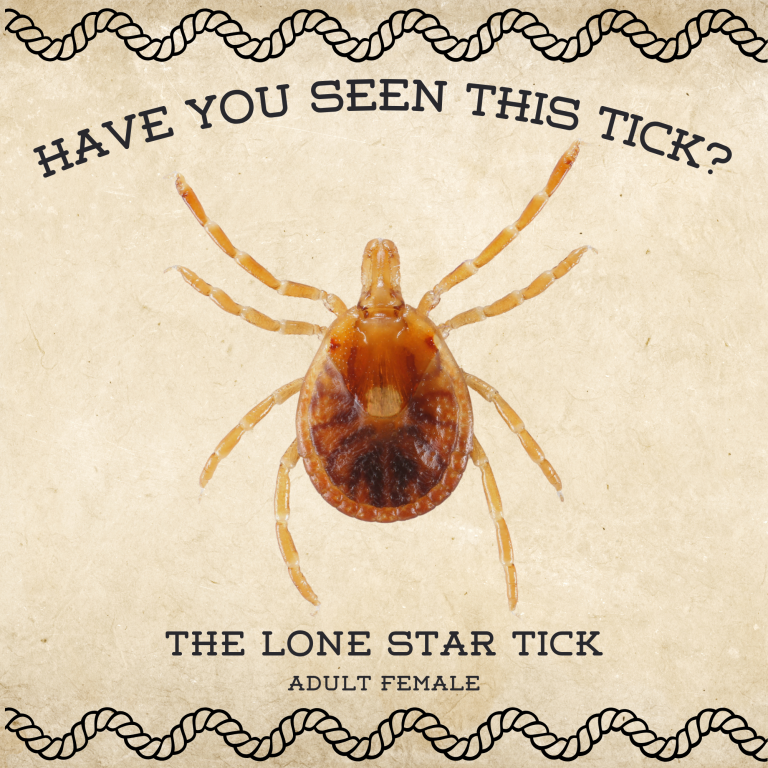 Alpha-gal Syndrome (Red Meat Allergy) – Wisconsin Ticks and Tick-borne ...