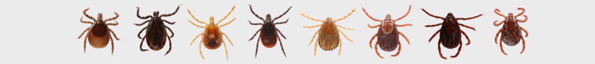 Wisconsin Ticks and Tick-borne Diseases – Department of Entomology ...
