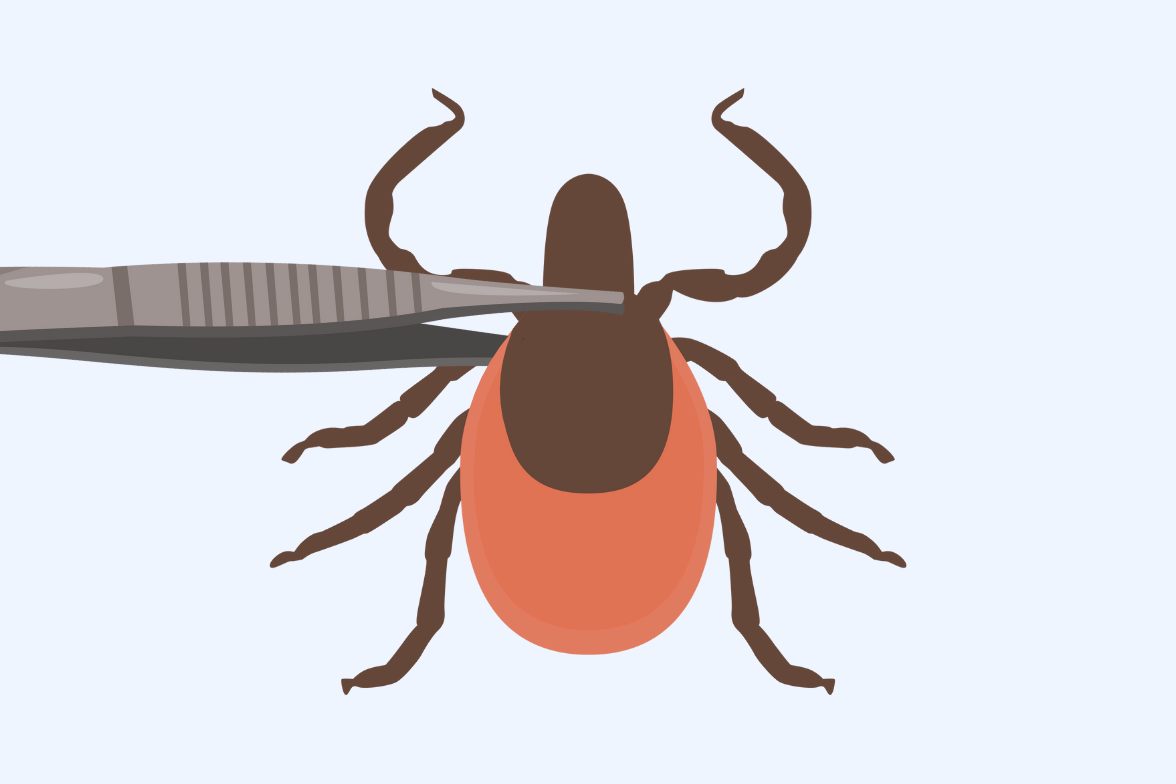 Preventing Tick Misinformation – Wisconsin Ticks and Tick-borne ...